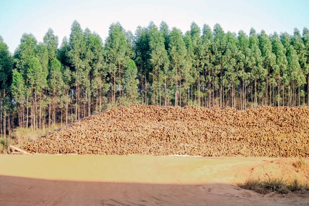 Free picture: Pile of tree trunks in forest after flood
