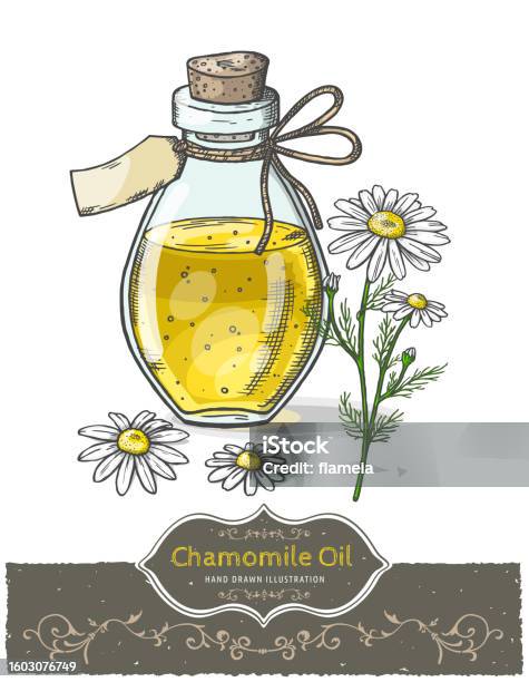 Dessin À La Main Bouteille En Verre Dhuile De Plantes Avec Des Fleurs