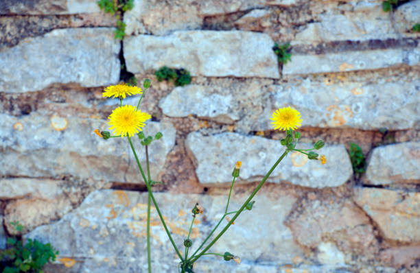 Free Stock Photo of Dandelion Against A Wall | Download Free Images and ...