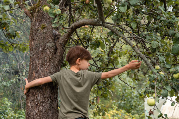 Free Stock Photo of Little Boy Standing Next to Tree in Forest ...