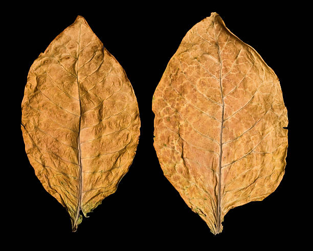 Tobacco Leaves Pictures | Download Free Images on Unsplash