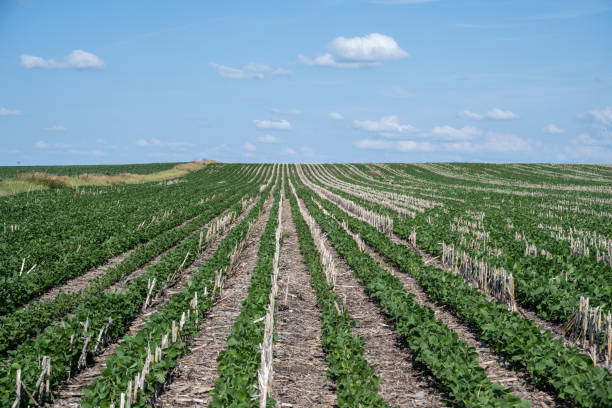 Free Stock Photo of Sprawling Field With Rows of Plants | Download Free ...