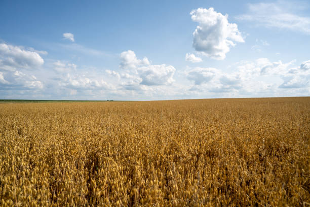 Free picture: farmland, wheatfield, terrain, field, flat field ...