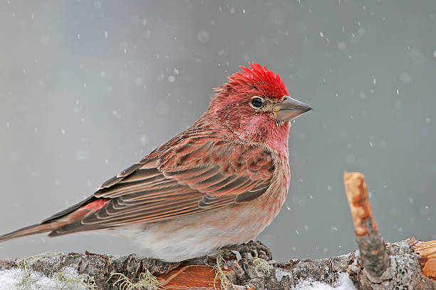 Free picture: cassins, finch, bird, carpodacus cassinii