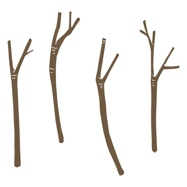80 Dendrology Ilustrasi Grafik Vektor And Clip Art Bebas Royalti