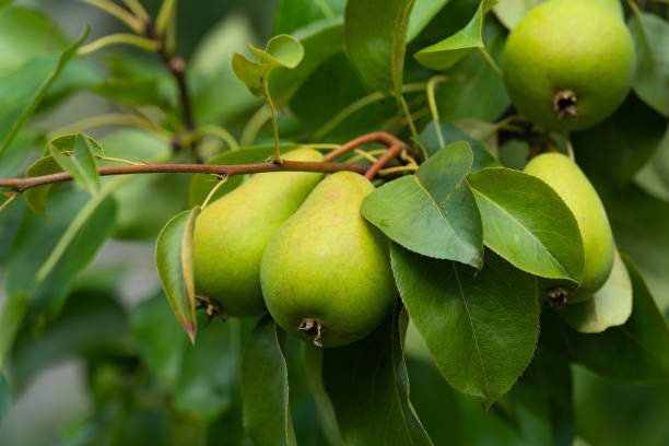 60+ Peren gratis afbeeldingen