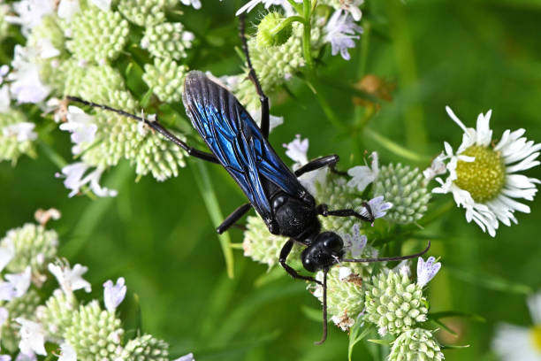 Free Stock Photo of Blue and Black Insect on Yellow Flower | Download ...