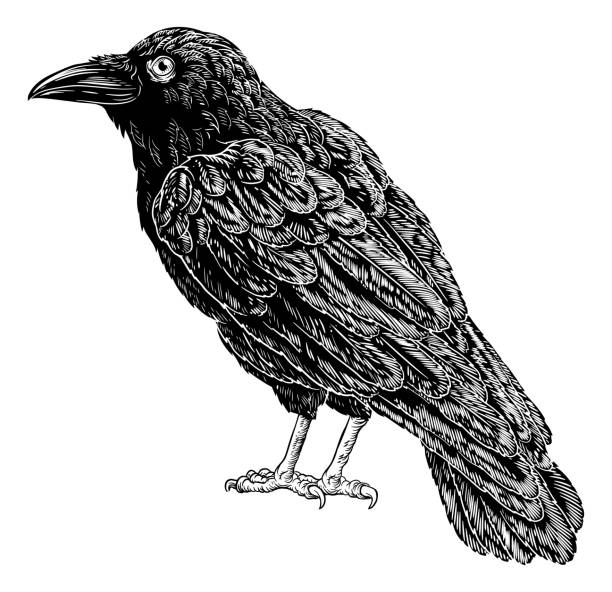 3 100 Corbeau Dessin Stock Illustrations Graphiques Vectoriels Libre