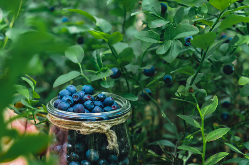 Closeup Of Male Hands Picking Blueberries In The Forest With Green