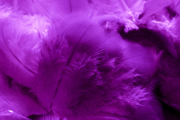 Free picture: Vibrant purple close-up texture of feather