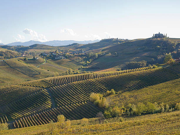 Barolo Pictures | Download Free Images on Unsplash