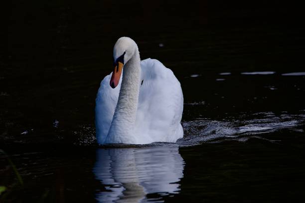 Free Stock Photo of White Swan Facing the Camera | Download Free Images ...