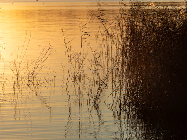 Free Stock Photo of Golden reed grasses reflected in water | Download ...
