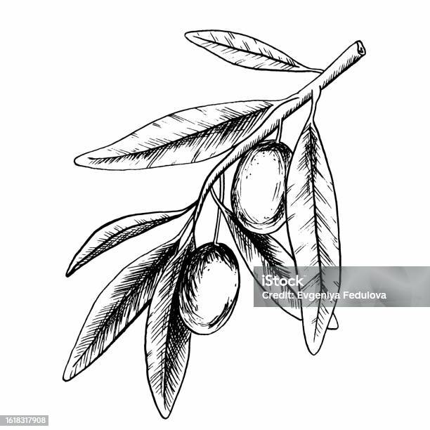 Rameau Dolivier Avec Feuilles Et Fruits Illustration Vectorielle Dans