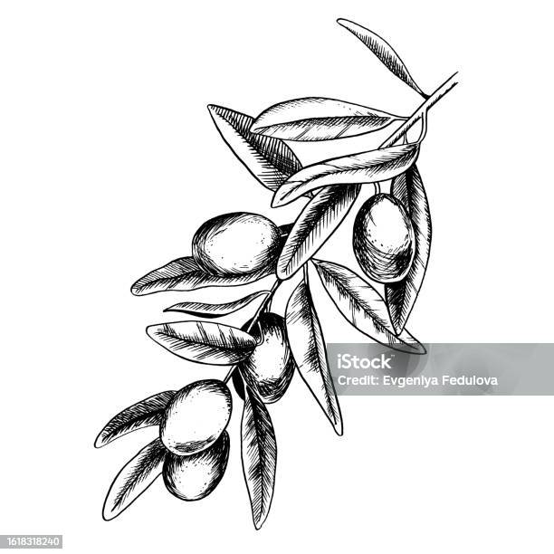 Rameau Dolivier Avec Feuilles Et Fruits Illustration Vectorielle Dans