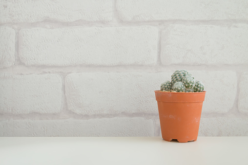 Pot Kaktus Di Atas Meja Putih Dan Latar Belakang Wallpaper Bata Putih