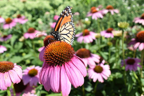 Free Stock Photo of Monarch Butterfly Perched on a Coneflower ...