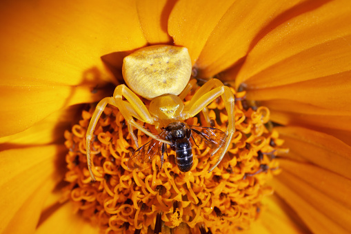 Goldenrod Catches Wild Bee Floral Crab Spider Eats Captured Insect