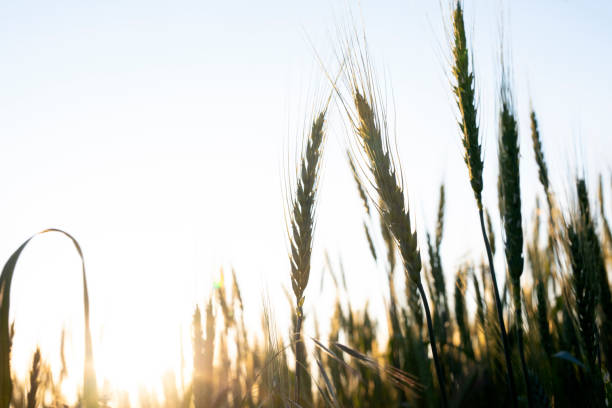 Free Stock Photo of Close-up of single wheat stalk in a field, backlit ...