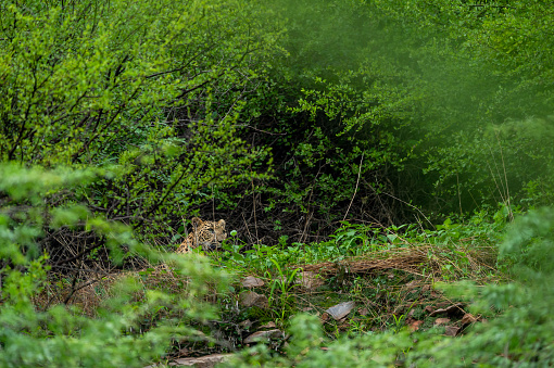 Macan Tutul Betina Liar India Atau Macan Kumbang Atau Panthera Pardus Fusca Di Bukit Atau Gunung