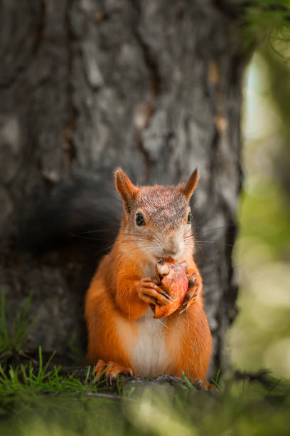 Red Squirrel