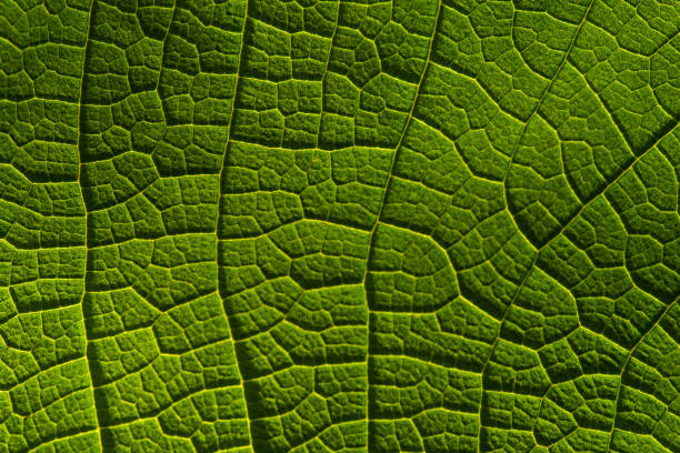 Free Stock Photo of Leaf texture close up | Download Free Images and ...