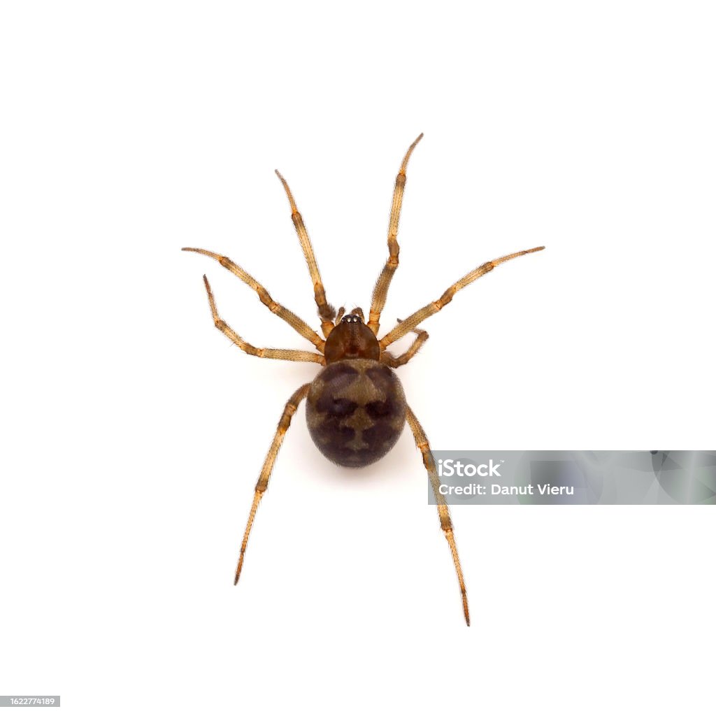 Triangulate Cobweb Spider Isolated On White Background Steatoda