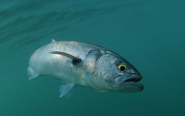 Blue Fish Pictures | Download Free Images on Unsplash