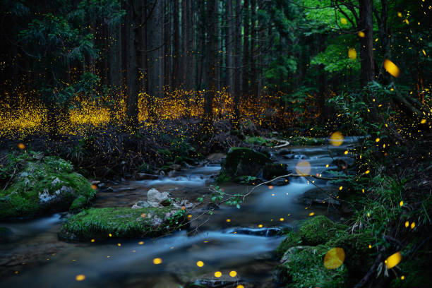 100+ Free Firefly & Fireflies Photos - Pixabay