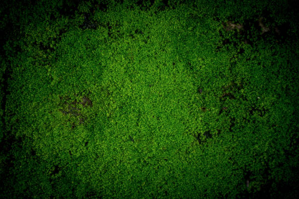 Free Stock Photo of Moss background | Download Free Images and Free ...