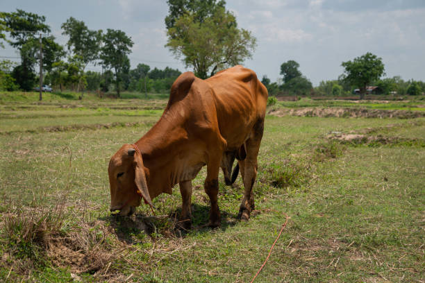 Free Stock Photo of A cow eating on the ground | Download Free Images ...