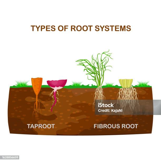 Types Of Root Systems Of Plants Monocots And Dicots In Soil In Cut ... Types Of Root Systems Of Plants Monocots And Dicots In Soil In Cut ...