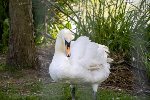 Free picture: White mute swan (Cygnus olor) bird in swamp natural habitat