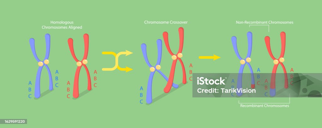 3d Isometric Flat Vector Conceptual Illustration Of Crossing Over