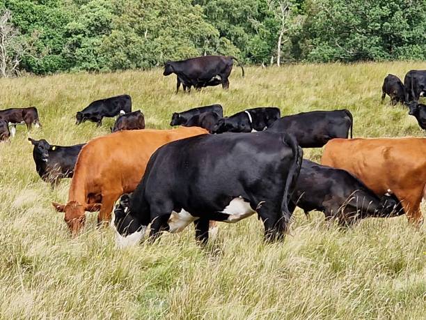 Free picture: Grey longhorn ox or bullock bull on farm eating