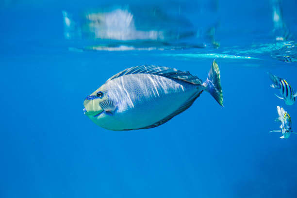 Free Stock Photo of Surgeon Fish | Download Free Images and Free ...