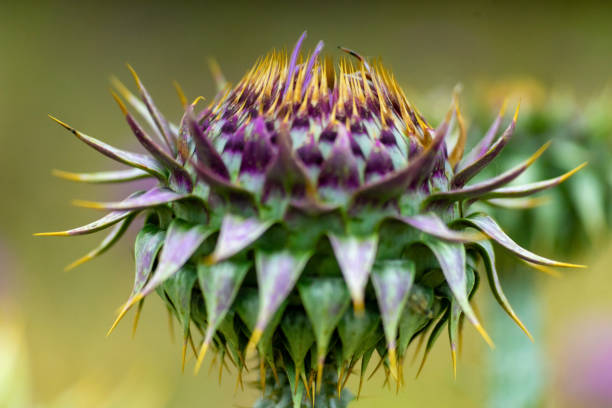 Free Stock Photo of Vivid purple thistle against blue sky | Download ...