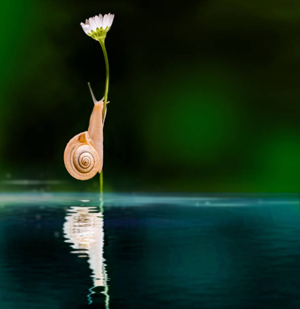 116800 Fotos De Caracol Fotografías De Stock Fotos E Imágenes Libres