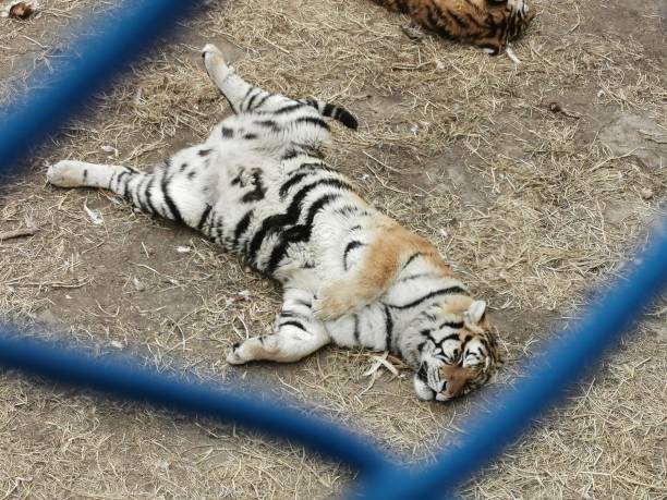 Free Stock Photo of Tiger Laying on the Ground With Head Down ...