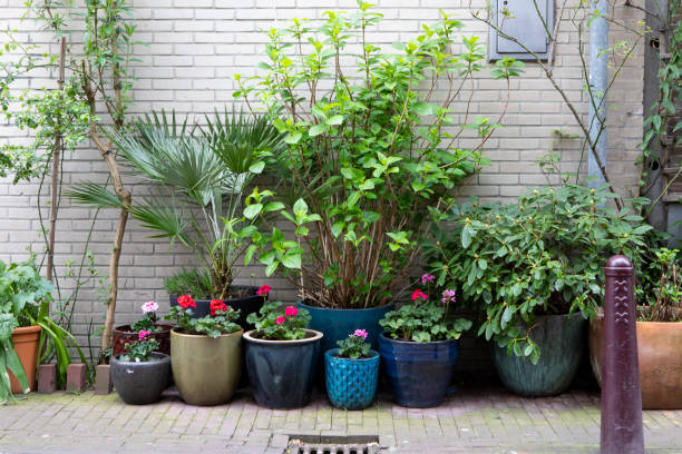 Free Stock Photo of Group of Plants in Decorative Pots | Download Free ...