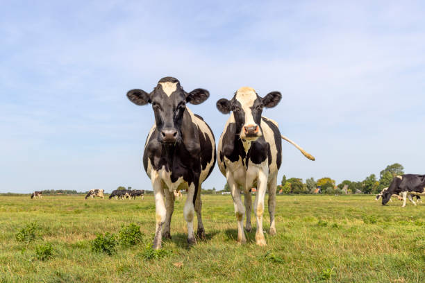 Free Stock Photo of Two Animals Standing in Grass | Download Free ...