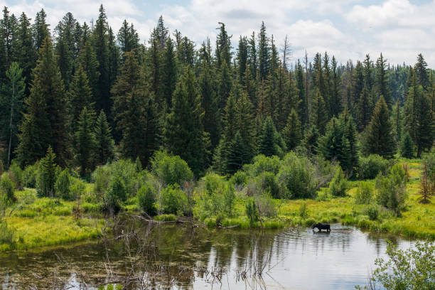 Free picture: tree, range, nature, water, wood, landscape, forest ...