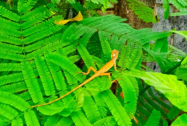 Free Stock Photo of Lizard Sitting on Fern Leaf | Download Free Images ...