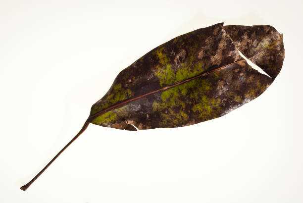 Free picture: Texture of a dry leaf that decomposes with fungus on it