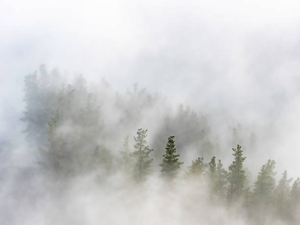 Free Stock Photo of A foggy forest with trees and clouds | Download ...