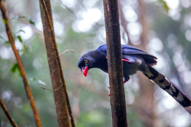 Free picture: Taiwan blue magpie (Urocissa caerulea) endemic endangered ...
