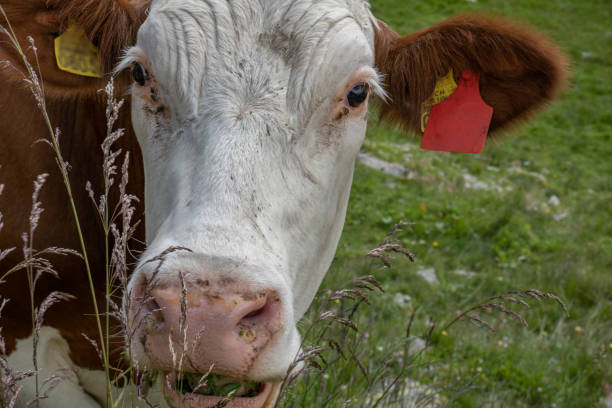 Free Stock Photo of A close up of a cow s face | Download Free Images ...