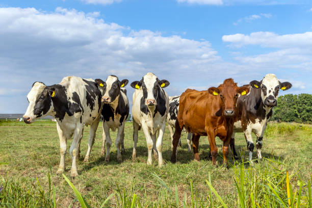 Free Stock Photo of Group of Cows Standing on Lush Green Field ...