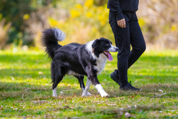 Free Stock Photo of border collie n leash with owner | Download Free ...
