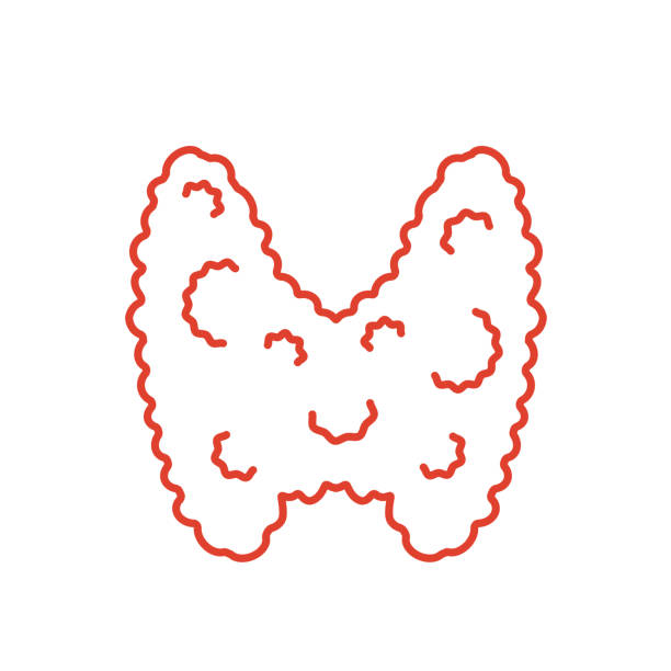 140 Thyroid Exam Ilustrasi Grafik Vektor And Clip Art Bebas Royalti